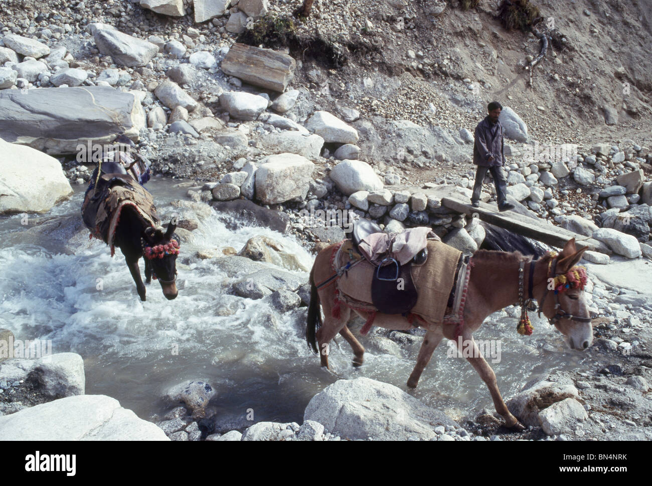 Ponies cross the Bhagirathi between Chirbasa and Bhojbasa on the way to ...