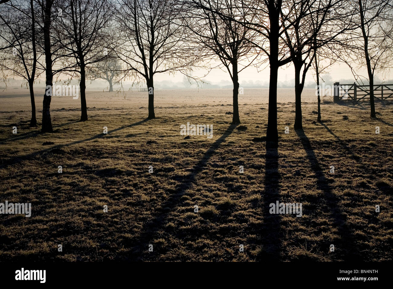Trees and shadows Stock Photo - Alamy