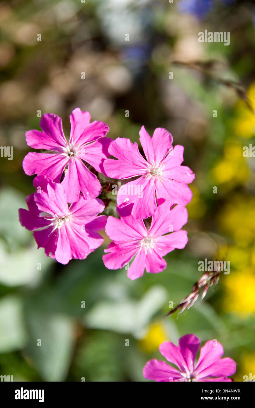 Purple alpine Flowers Stock Photo - Alamy