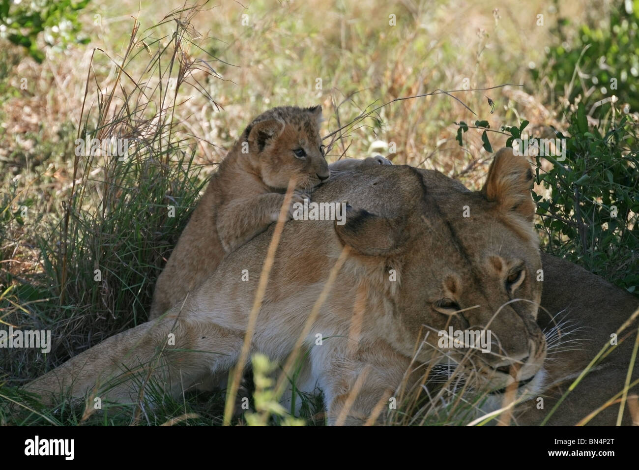Lion Cub playing with mother in Masai Mara Game Reserve, Kenya, East Africa Stock Photo - Alamy
