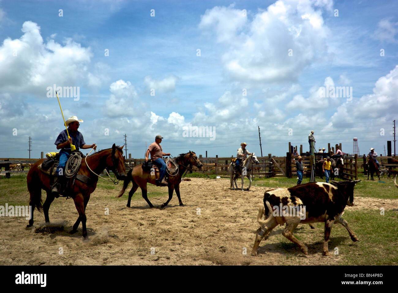 Cowboys on horseback rounding up cattle in corral for vaccination by ...