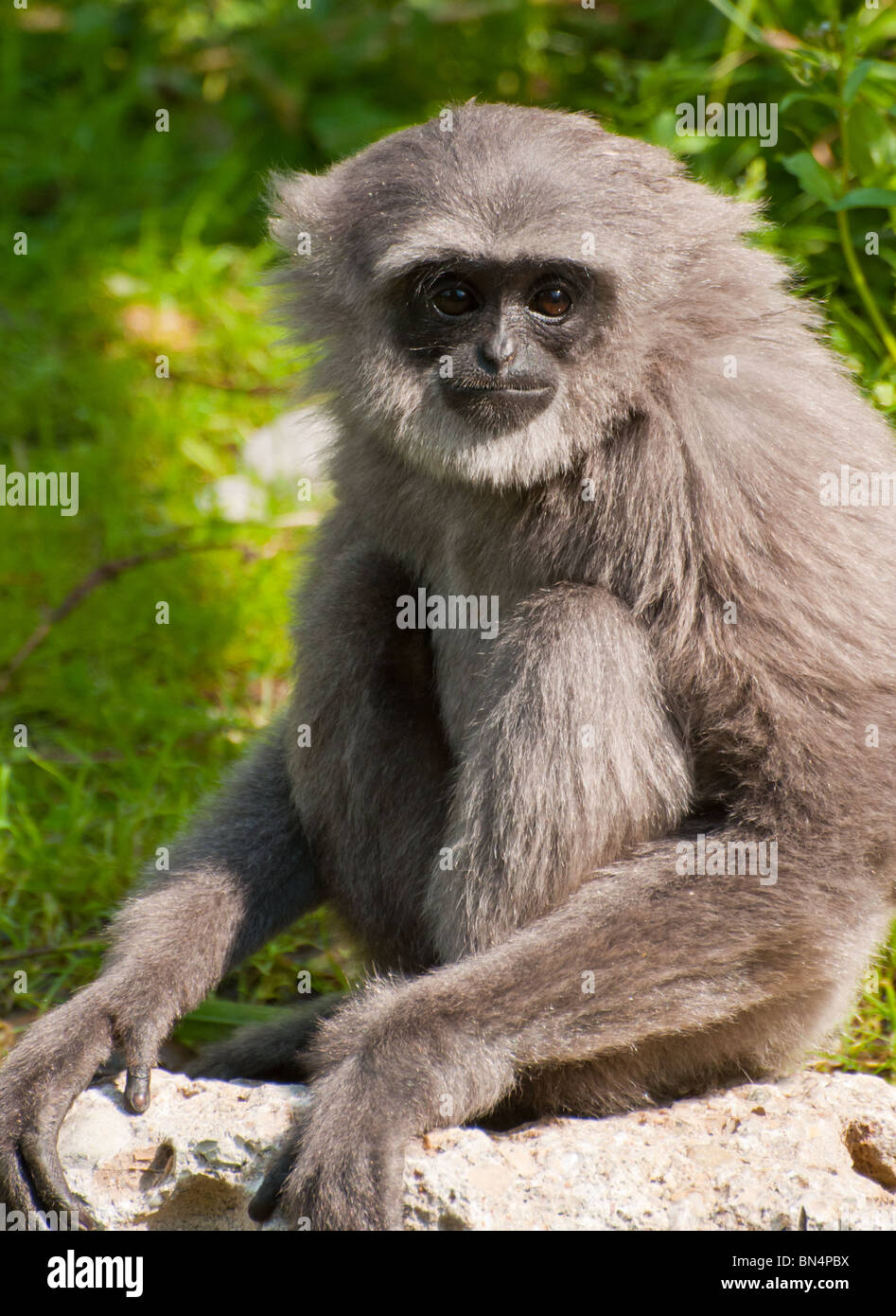 Gray or Muller's Gibbon (Hylobates muelleri Stock Photo - Alamy