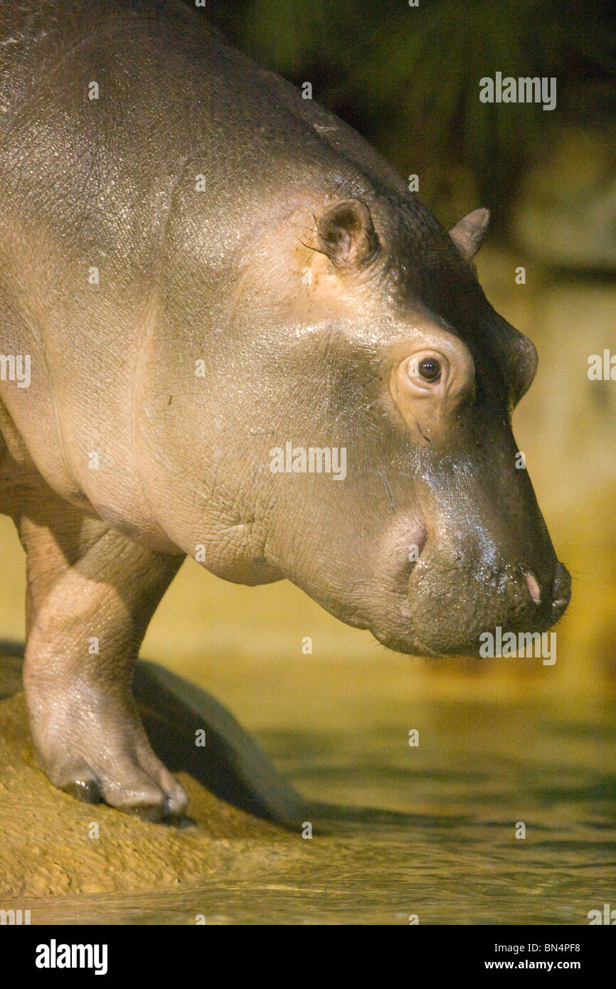 Captive hippos hi-res stock photography and images - Alamy