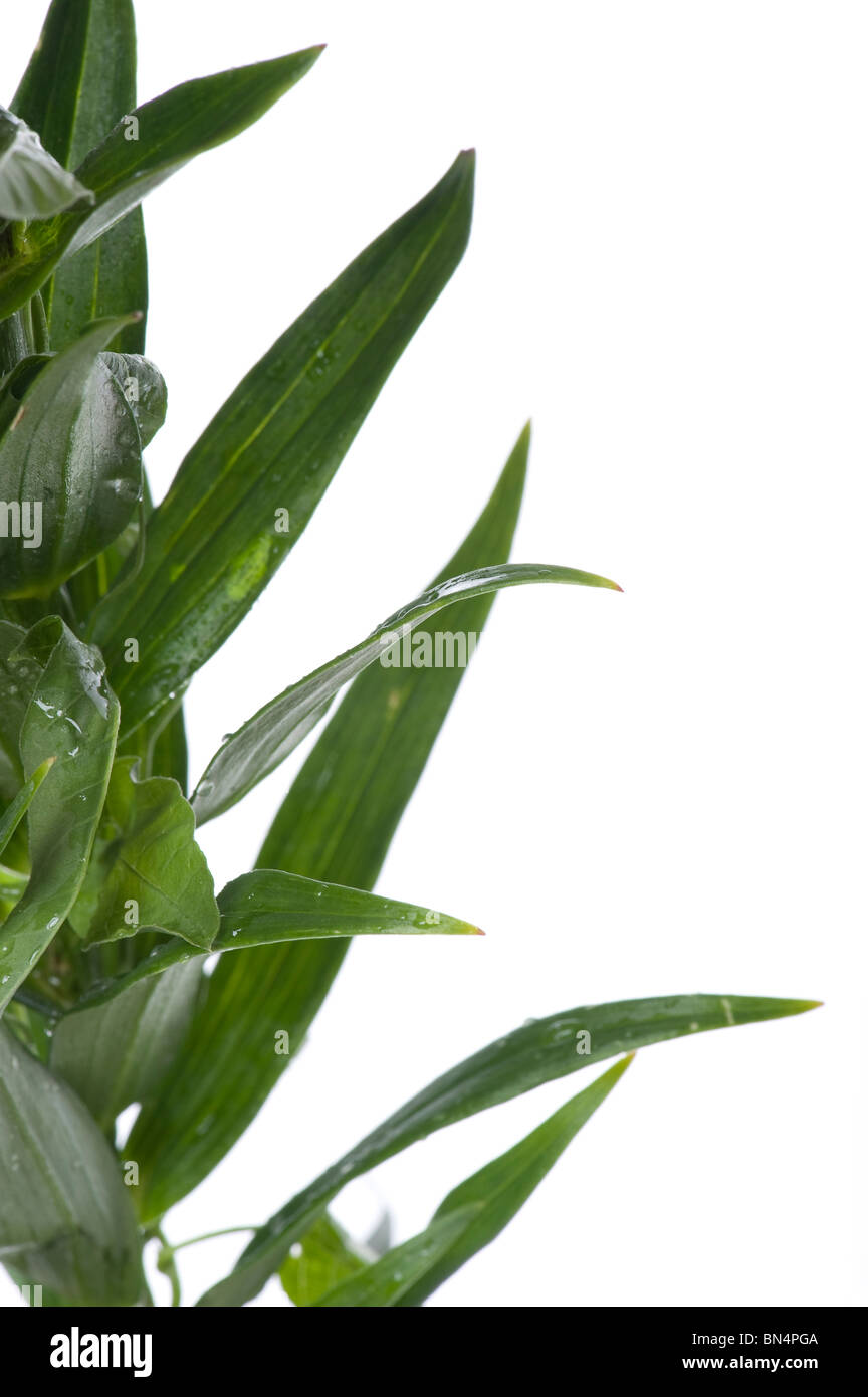 object on white - grass close up Stock Photo - Alamy