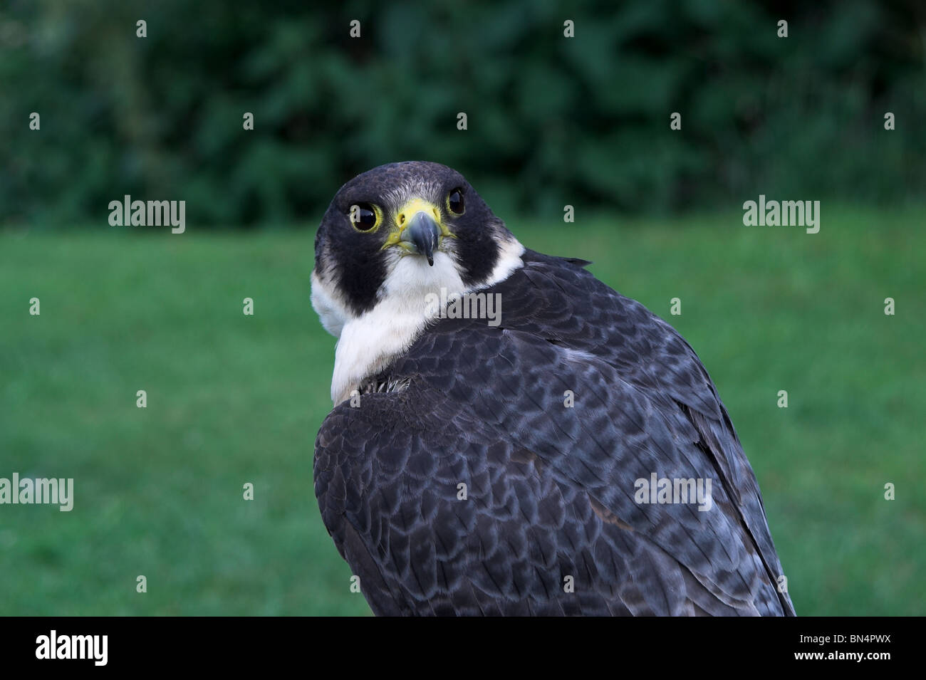 Peregrin falcon hi-res stock photography and images - Alamy