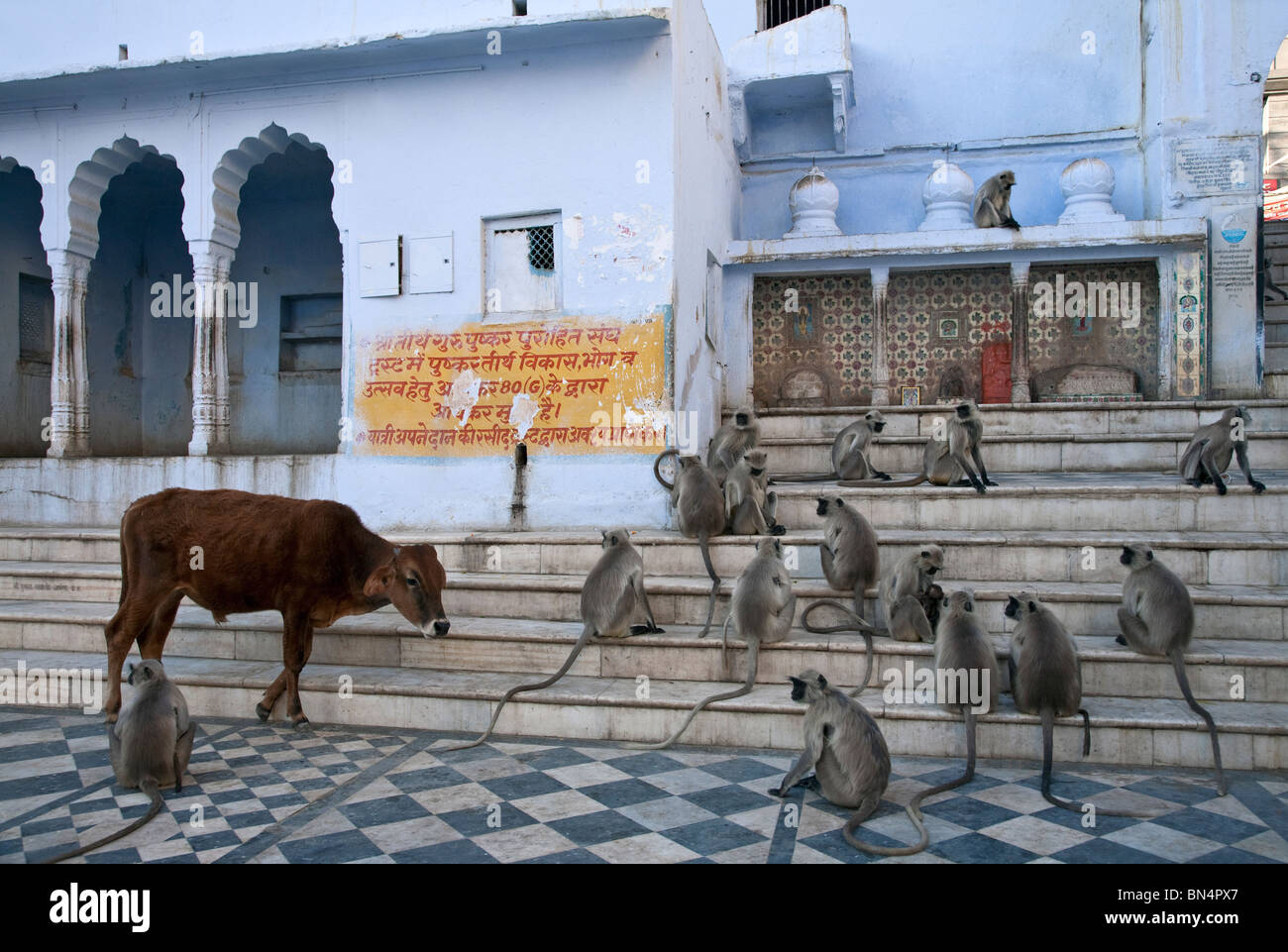 Blue cow of india hi-res stock photography and images - Alamy