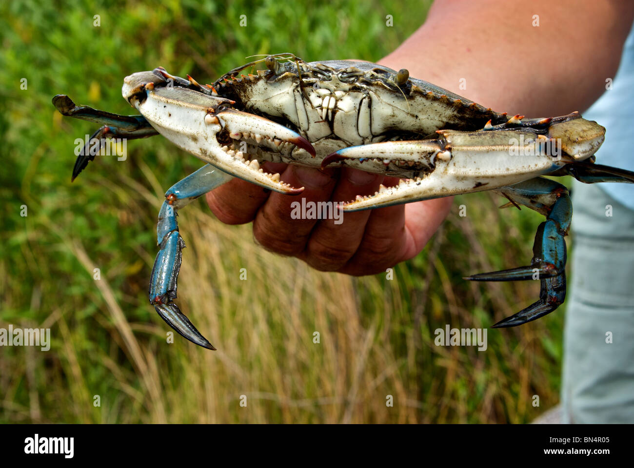Callinectes sapidus hi-res stock photography and images - Alamy