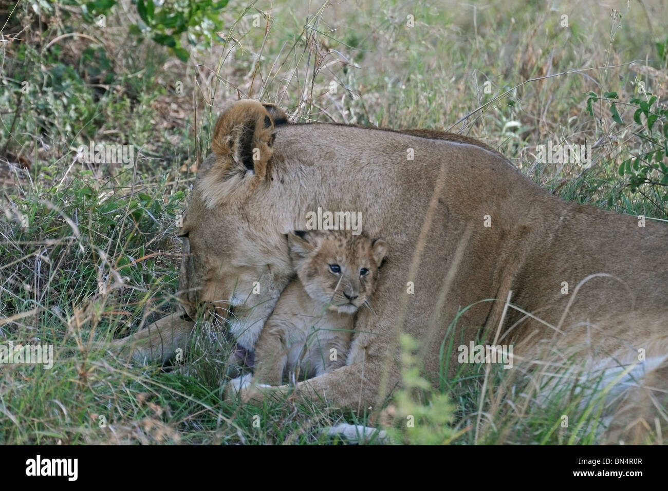 Lion cub hugging hi-res stock photography and images - Alamy