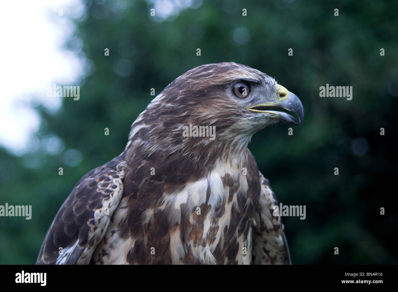 Large buzzard hi-res stock photography and images - Alamy