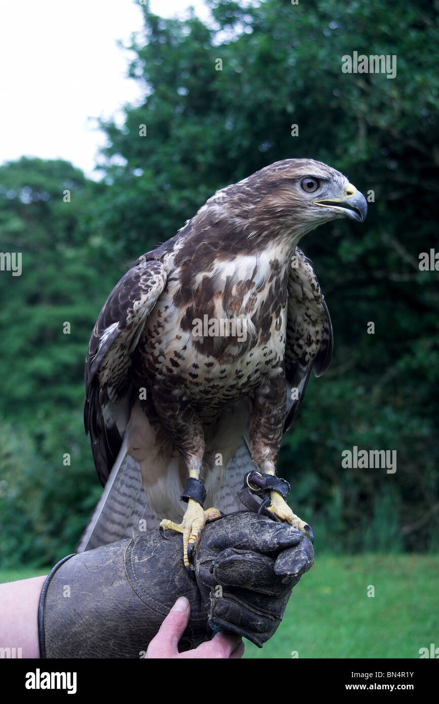 Large buzzard hi-res stock photography and images - Alamy