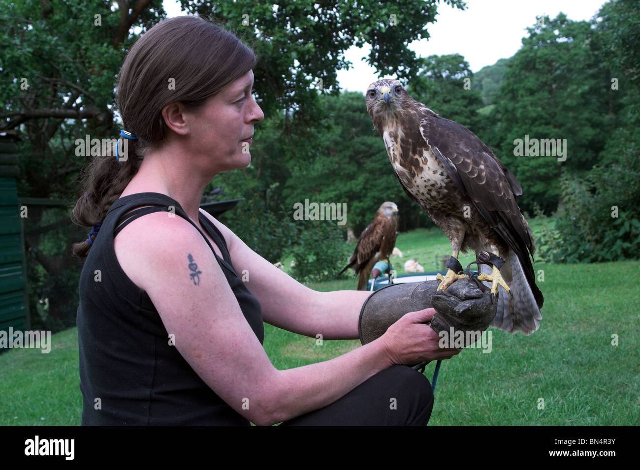 Buzzard on falconers hand Stock Photo - Alamy