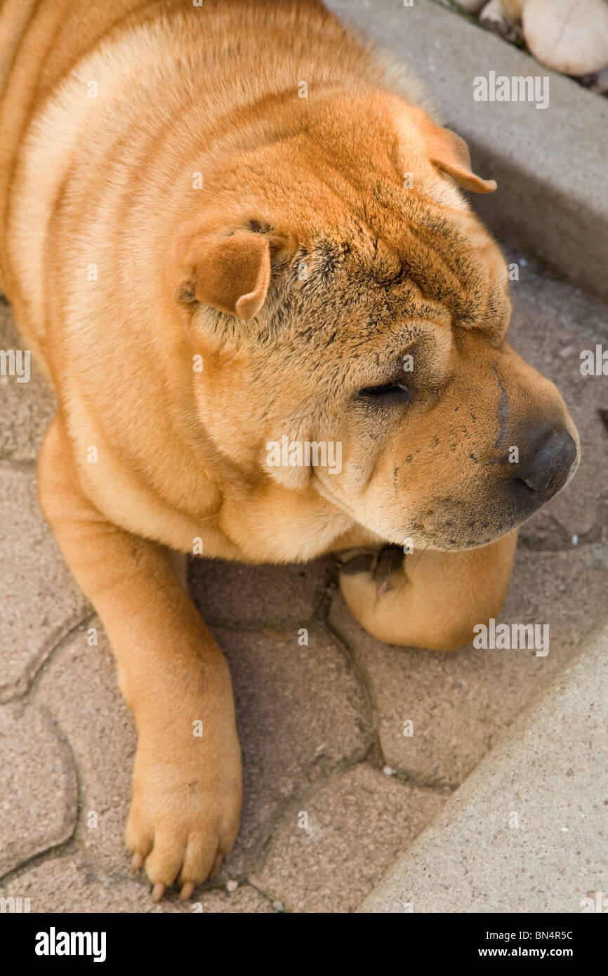 Ugly angry dog hi-res stock photography and images - Alamy