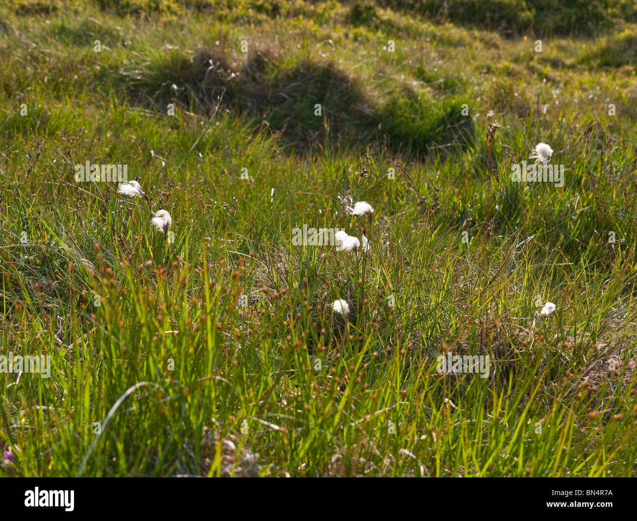 Boggy areas hi-res stock photography and images - Alamy