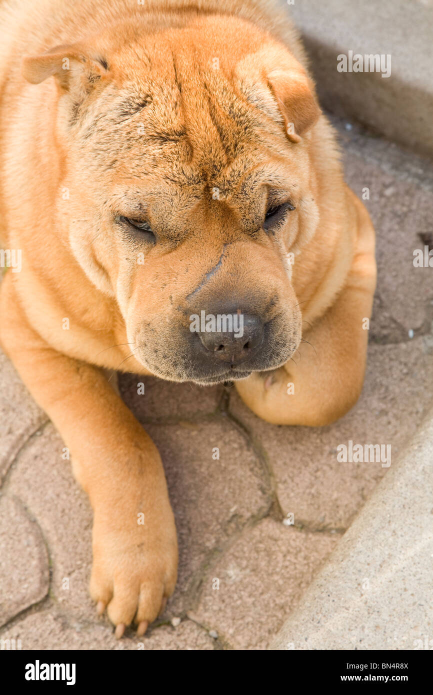 Ugly angry dog hi-res stock photography and images - Alamy