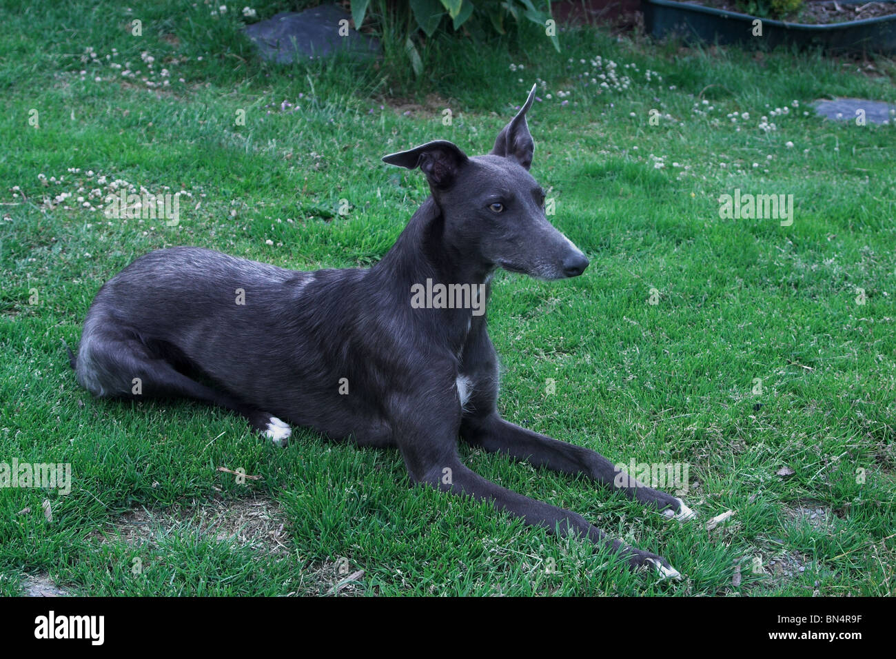 Whippet lurcher hi-res stock photography and images - Alamy