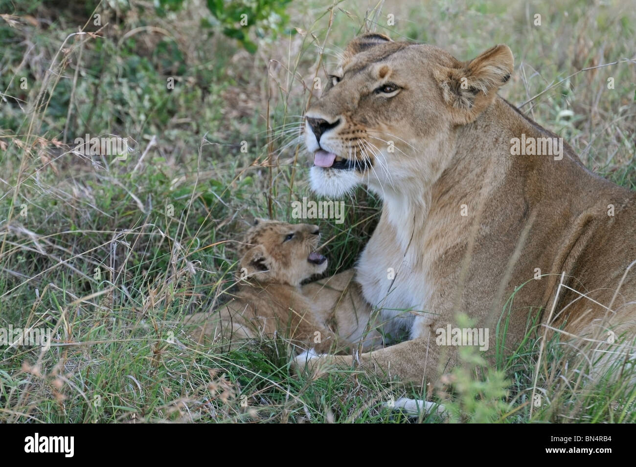 Lion cub hugging hi-res stock photography and images - Alamy