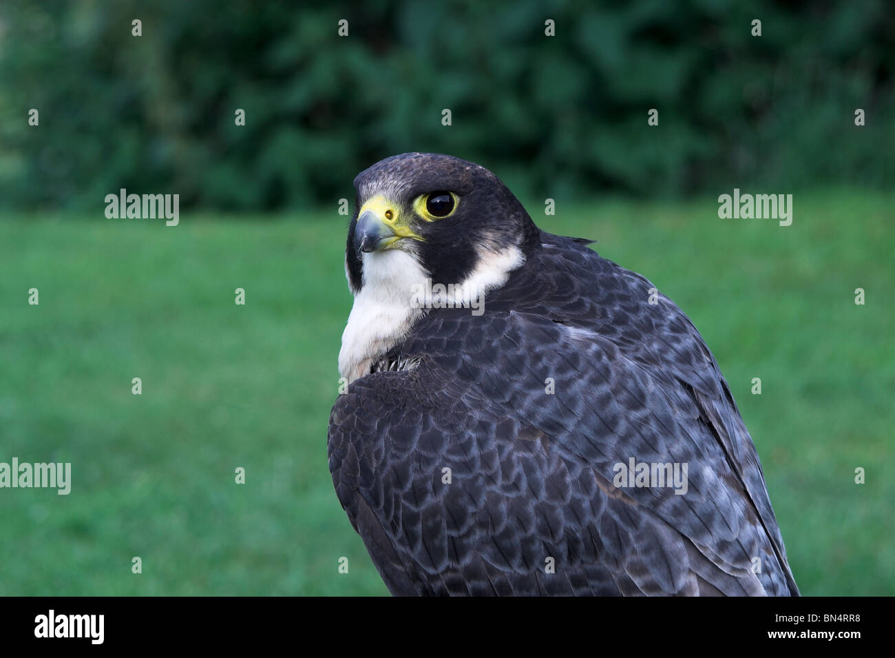 Peregrin falcon hi-res stock photography and images - Alamy