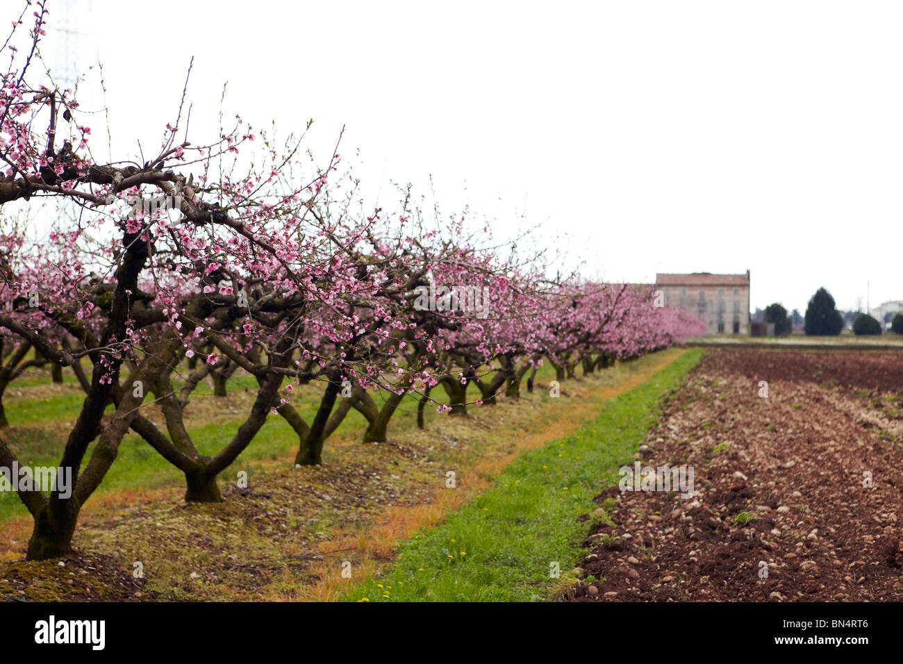 Italian Fruit Trees High Resolution Stock Photography and Images - Alamy