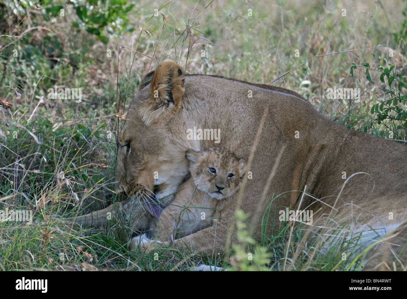 Lion Cub playing with mother in Masai Mara Game Reserve, Kenya, East Africa Stock Photo - Alamy