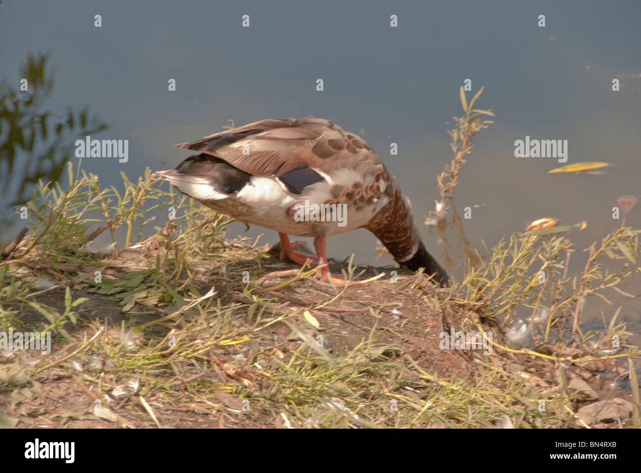 Mallard duck drinking water on hi-res stock photography and images - Alamy