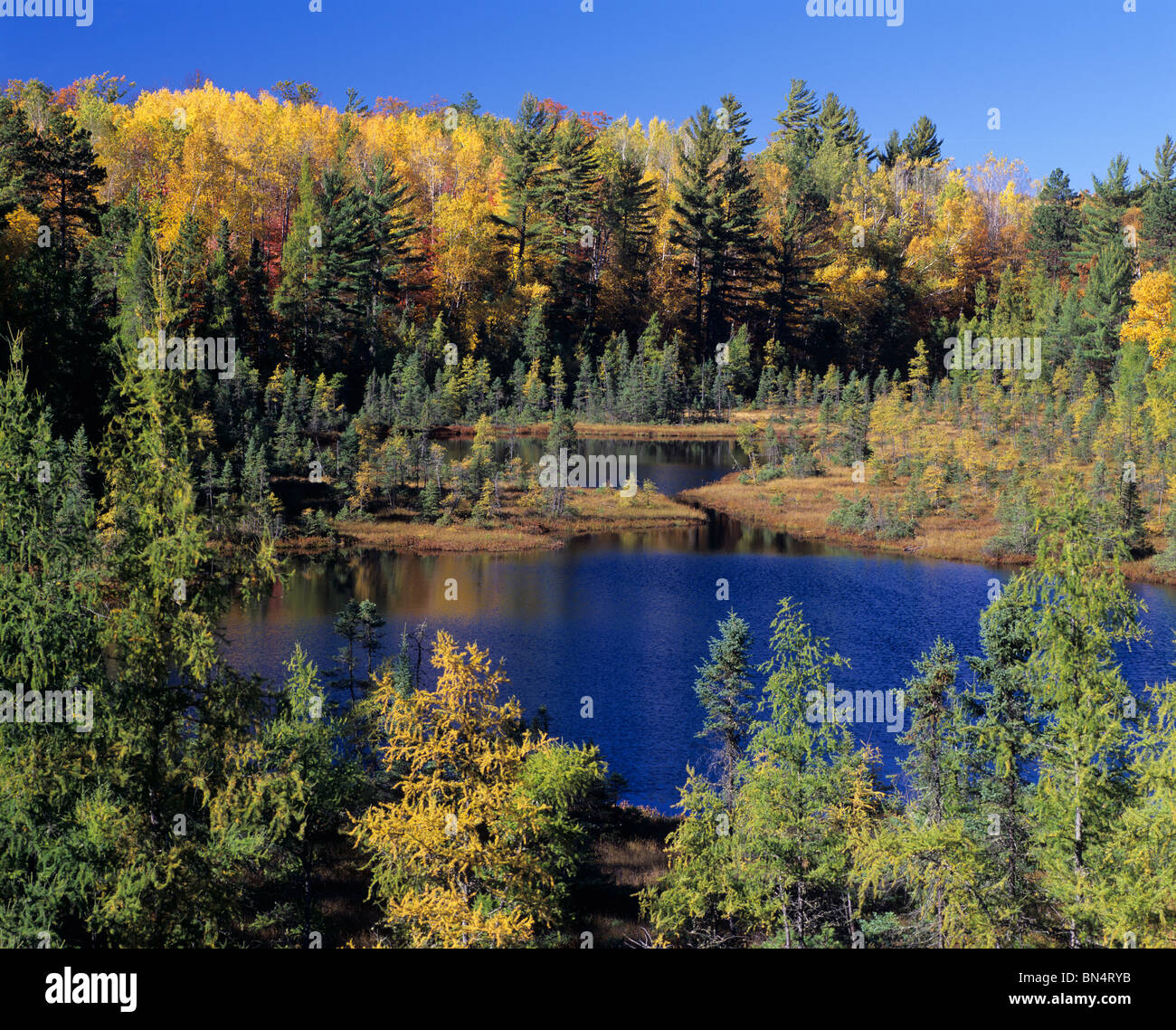 Tamarack larix laricina hi-res stock photography and images - Alamy