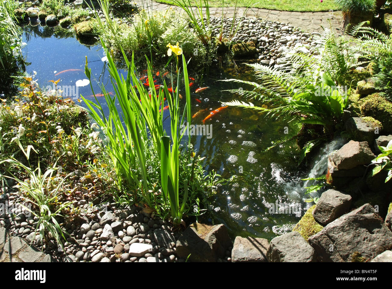 Fish Pond in a rural setting with a small waterfall Stock Photo - Alamy