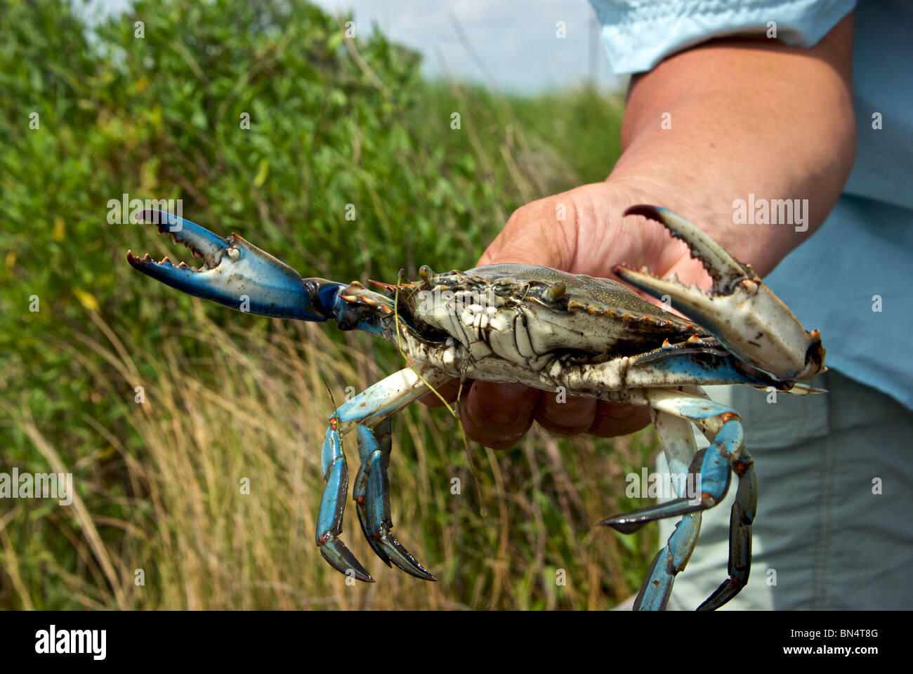 Man holding live blue crab Callinectes sapidus from Louisiana bayou ...