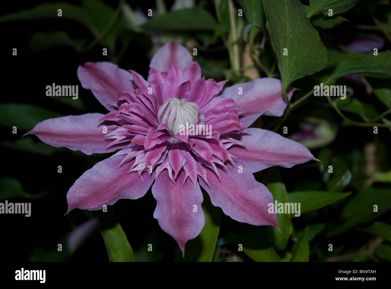 Clematis josephine hi-res stock photography and images - Alamy