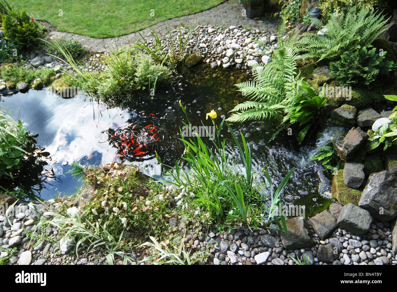 Fish Pond in a rural setting with a small waterfall Stock Photo - Alamy
