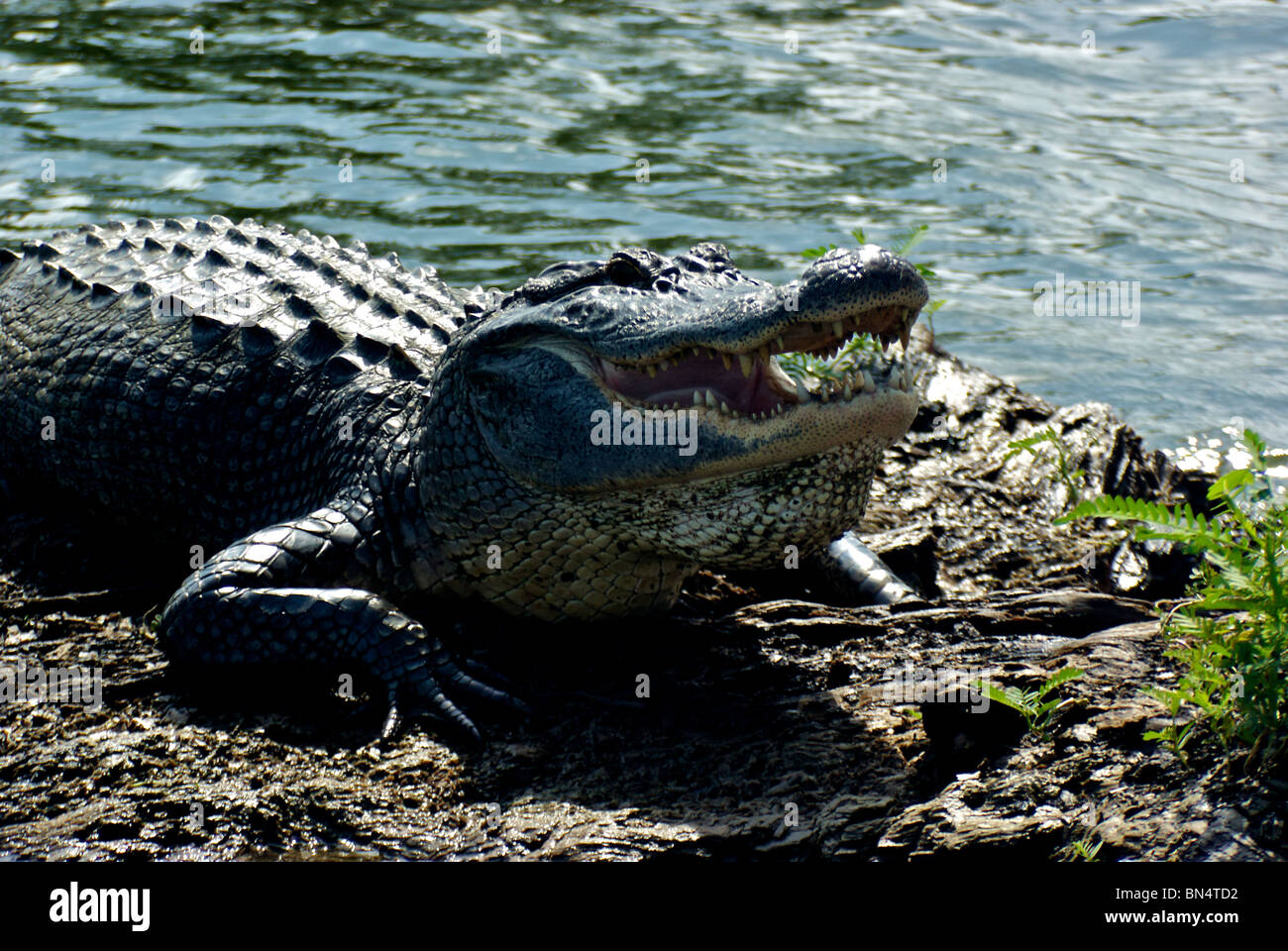 Marsh island wildlife refuge louisiana hi-res stock photography and ...
