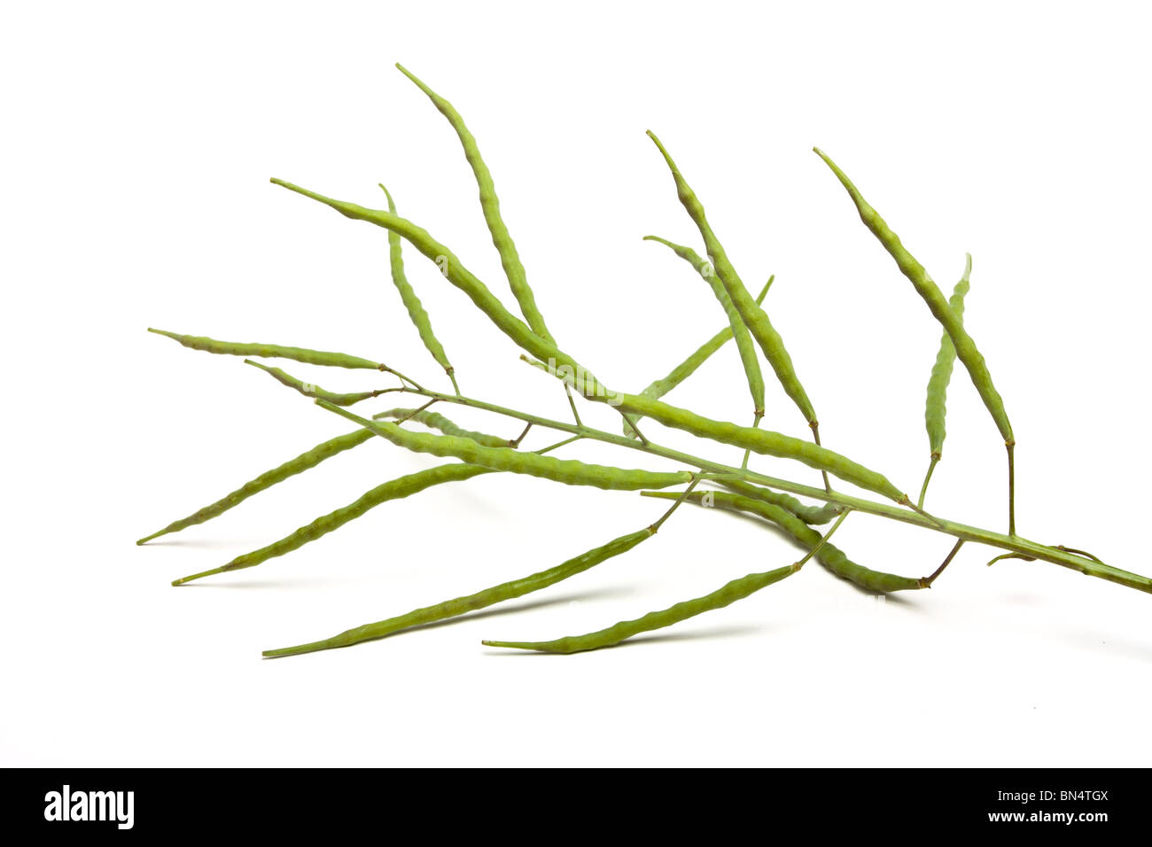 Canola or Oilseed Rape (Brassica napus), stem with seed pods isolated ...
