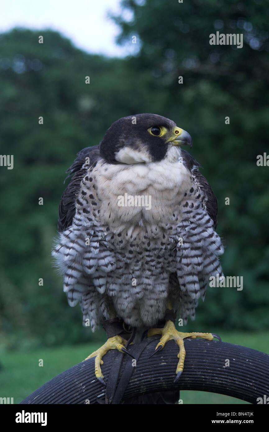 Peregrin falcon hi-res stock photography and images - Alamy
