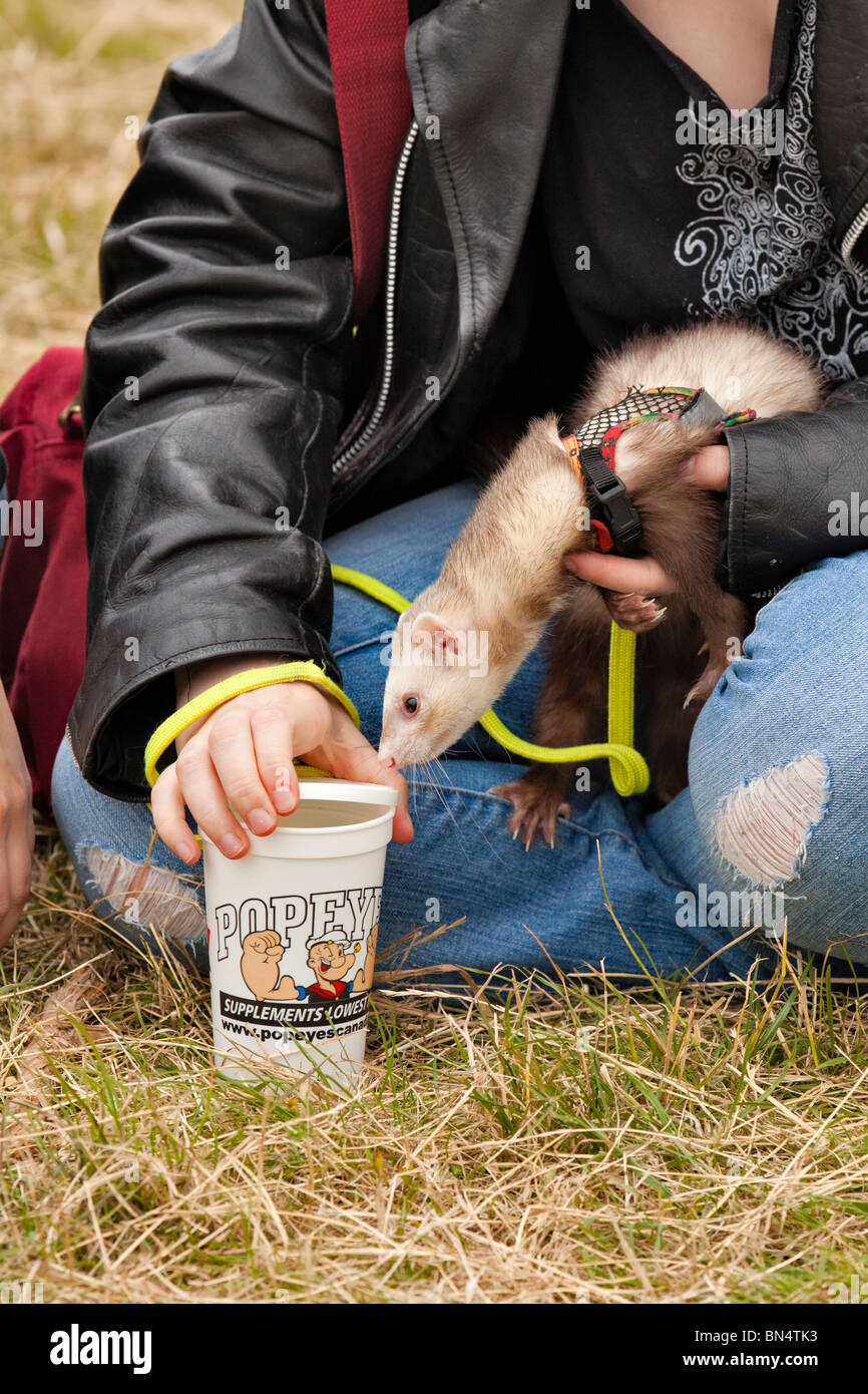 Owner with pet ferret about to drink from paper cup-Victoria, British ...