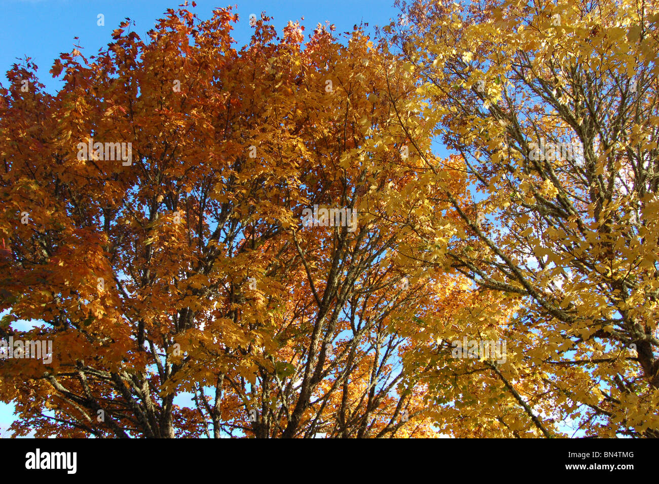 Two autumn trees hi-res stock photography and images - Alamy