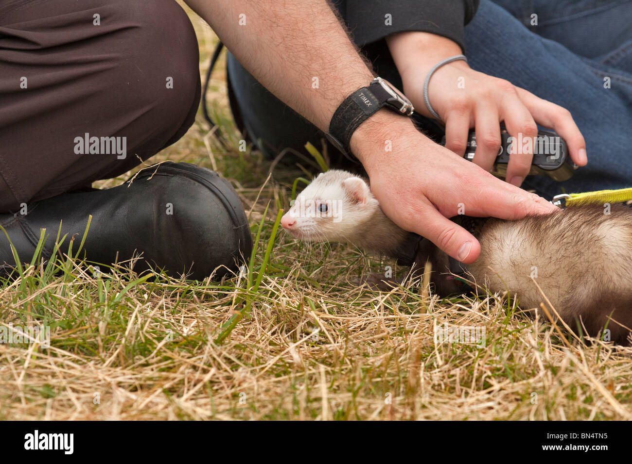 Pet ferret hi-res stock photography and images - Alamy