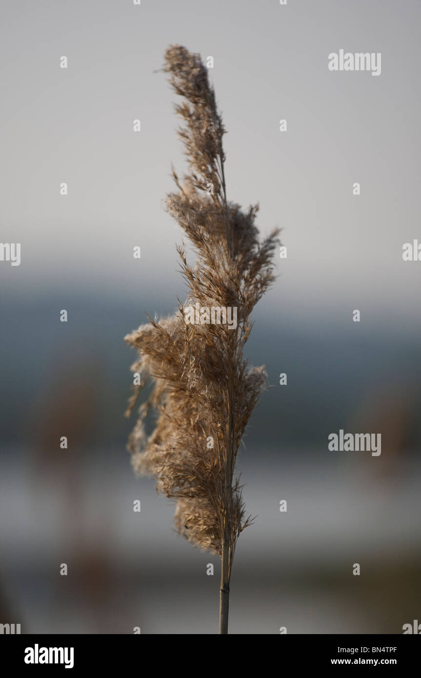 Reedbed plant hi-res stock photography and images - Alamy
