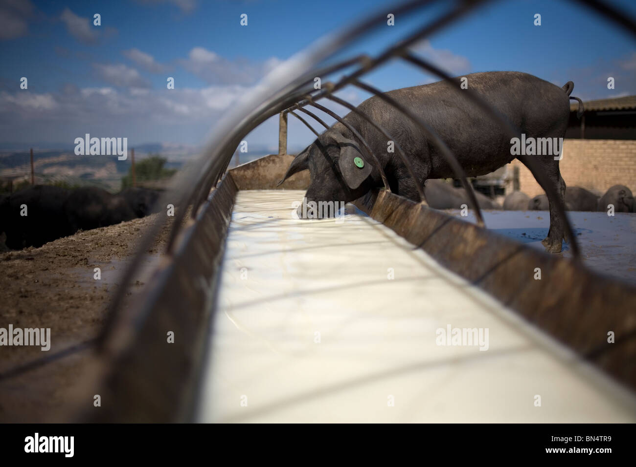Black pork bellota hi-res stock photography and images - Alamy