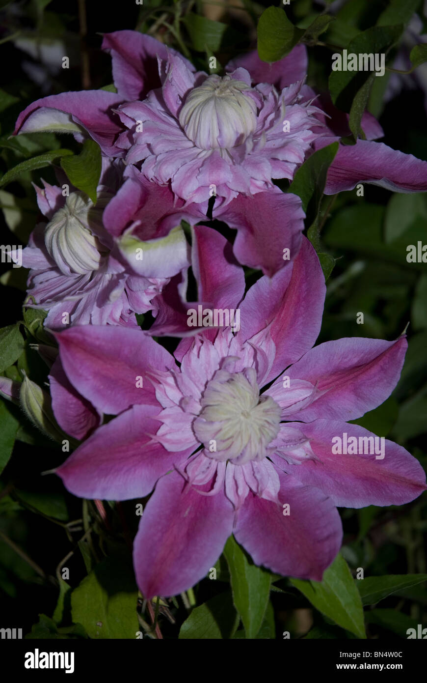 Clematis josephine hi-res stock photography and images - Alamy