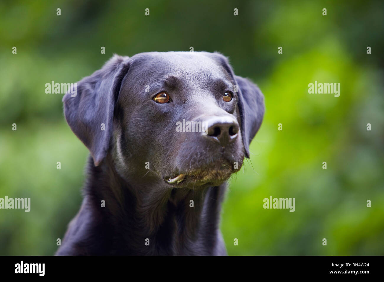 Black labrador outside hi-res stock photography and images - Alamy