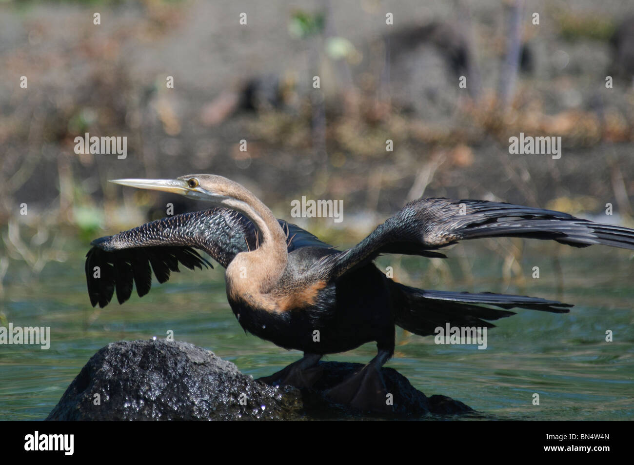 African snakebird hi-res stock photography and images - Alamy