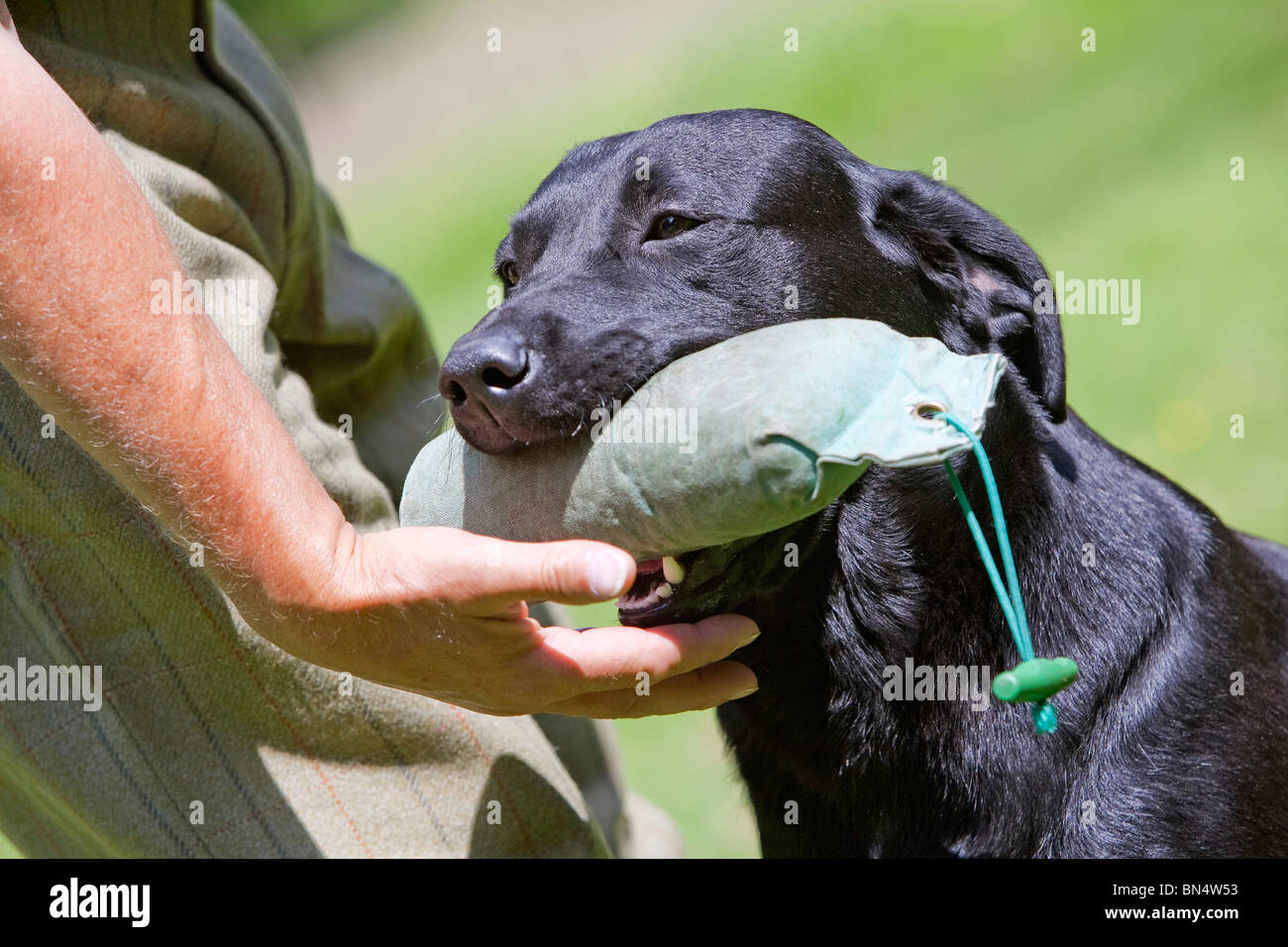 Hand dummy hi-res stock photography and images - Alamy