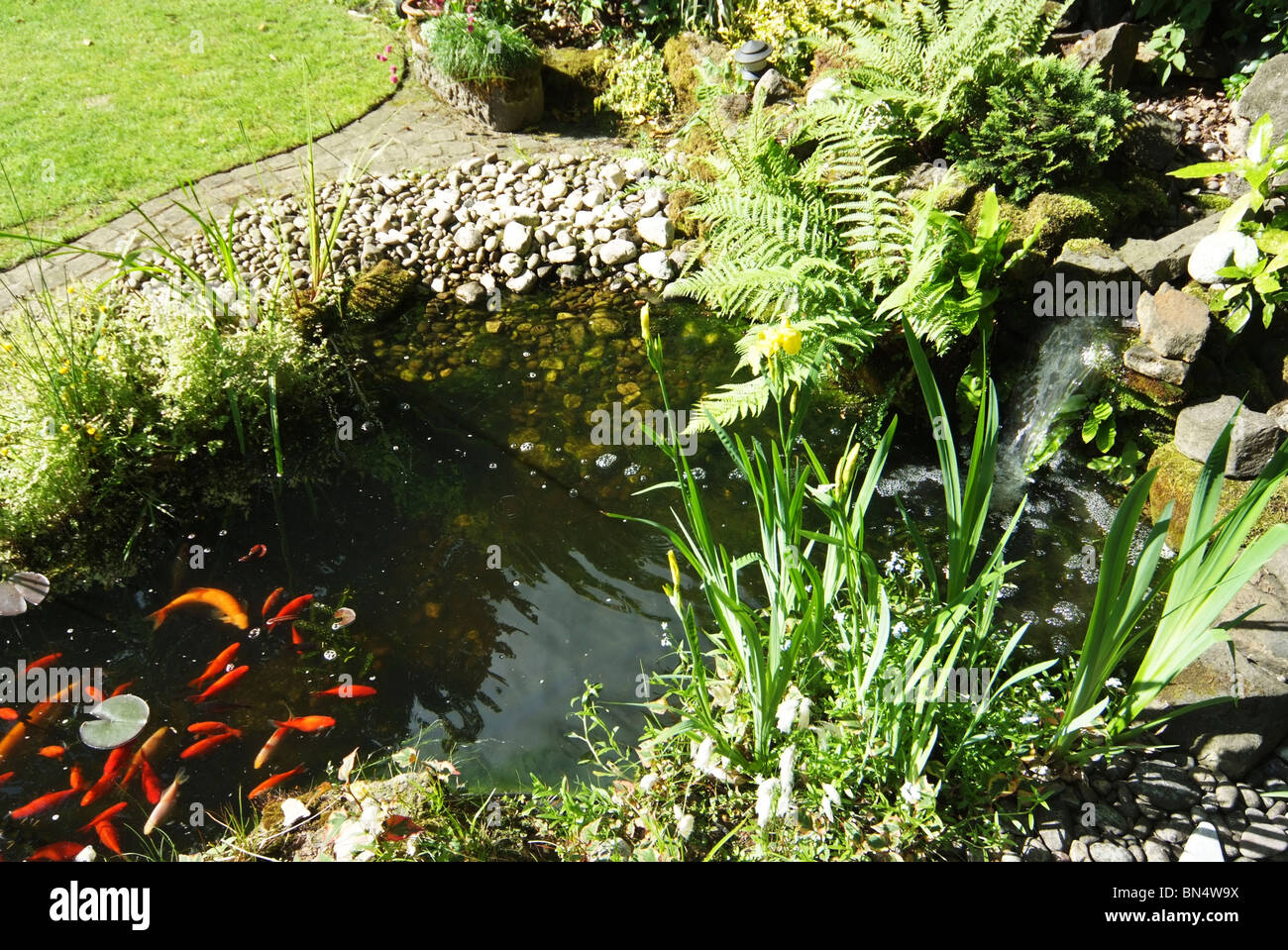 Fish Pond in a rural setting with a small waterfall Stock Photo - Alamy