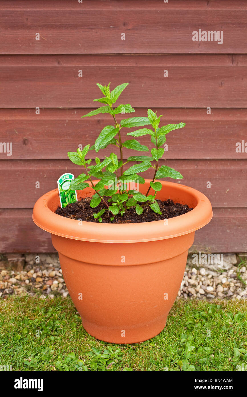 A potted Garden Mint plant Stock Photo - Alamy