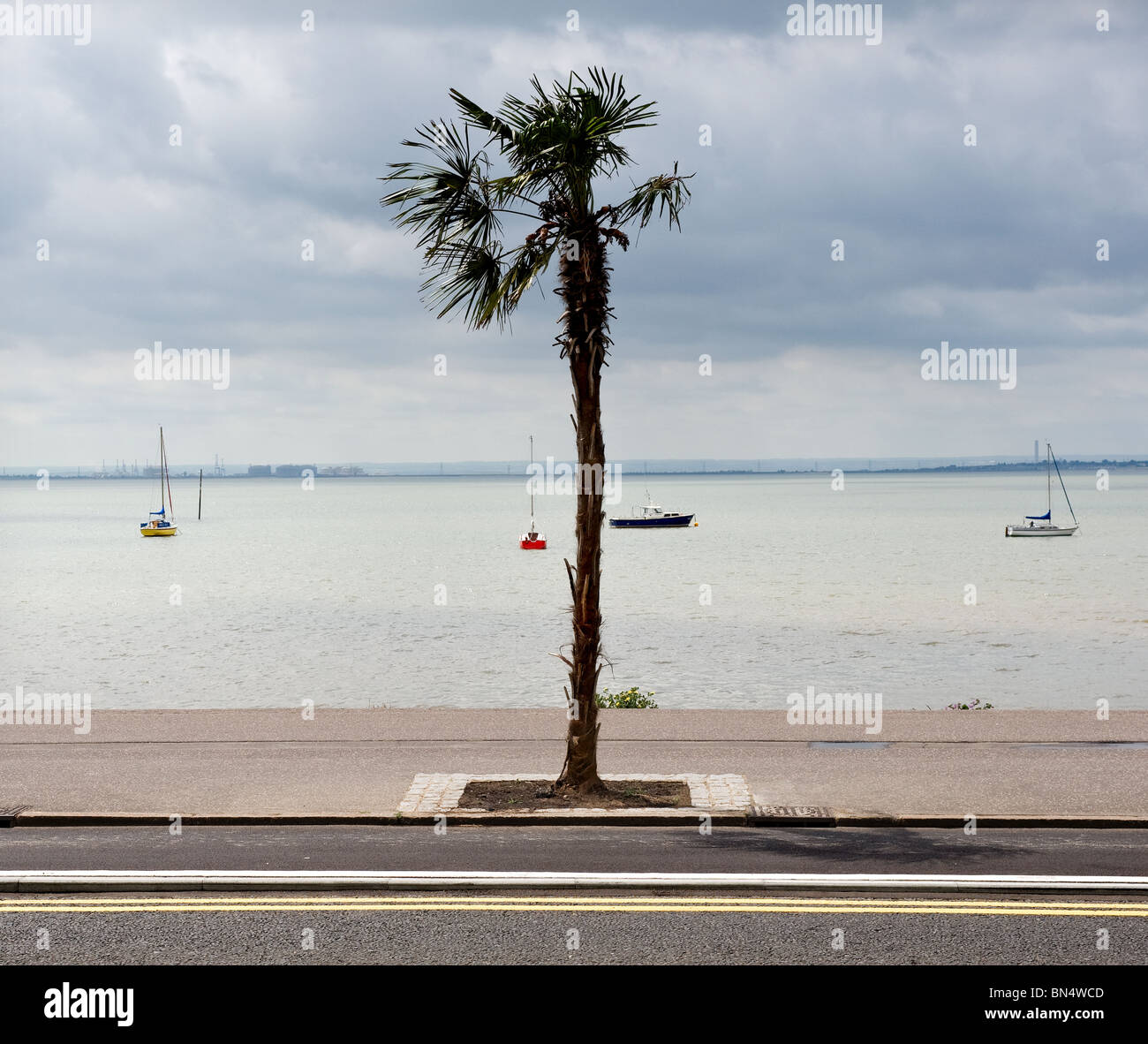 Damaged palm trees hi-res stock photography and images - Alamy