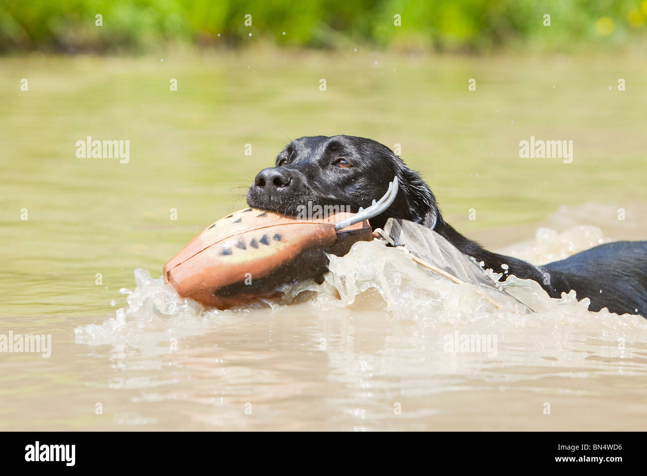 A black Labrador Retriever swimming with a training dummy in its mouth ...