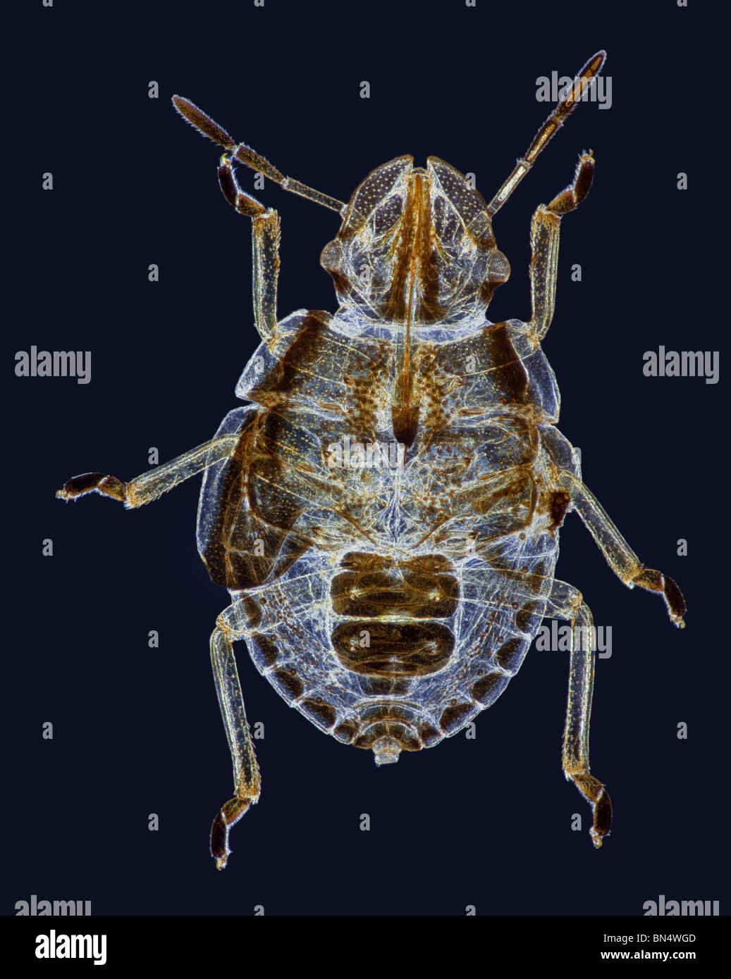 Pentatomidae entomology stink bug darkfield photomicrograph of a brown ...