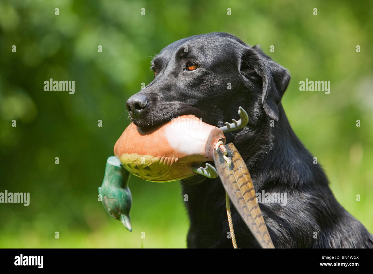Black labrador gun dog sat hi-res stock photography and images - Alamy
