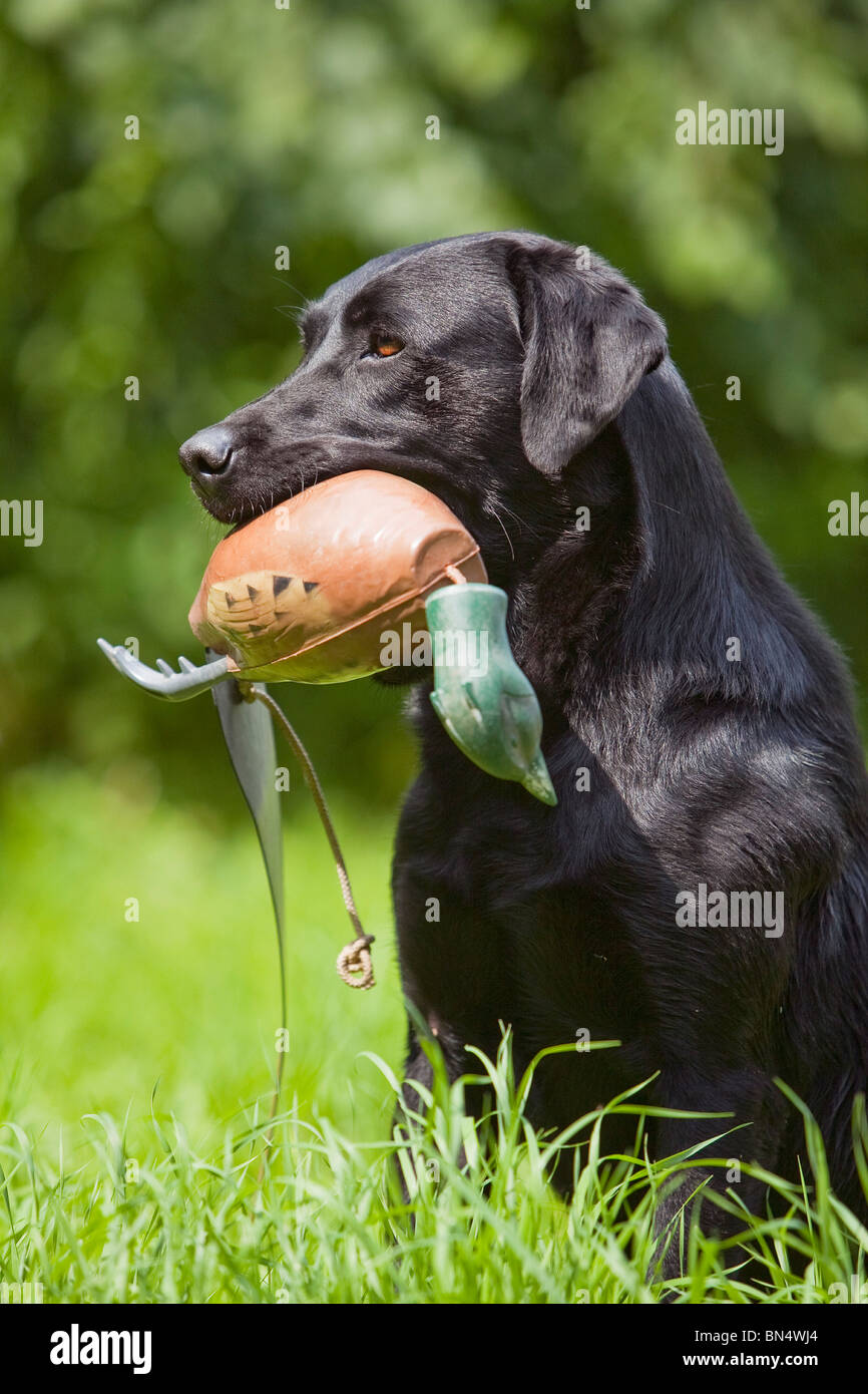 Black labrador gun dog sat hi-res stock photography and images - Alamy