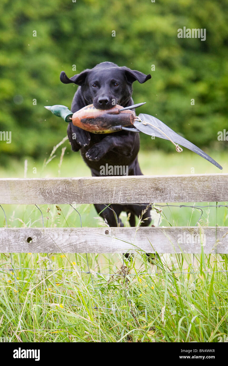 A black Labrador Retriever jumping over a wooden fence with a jointed ...