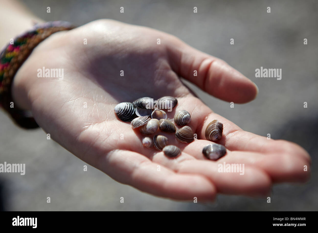 Lago shell hi-res stock photography and images - Alamy